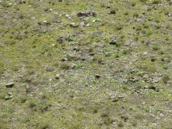 grass on stones texture 0027 - Texturelib